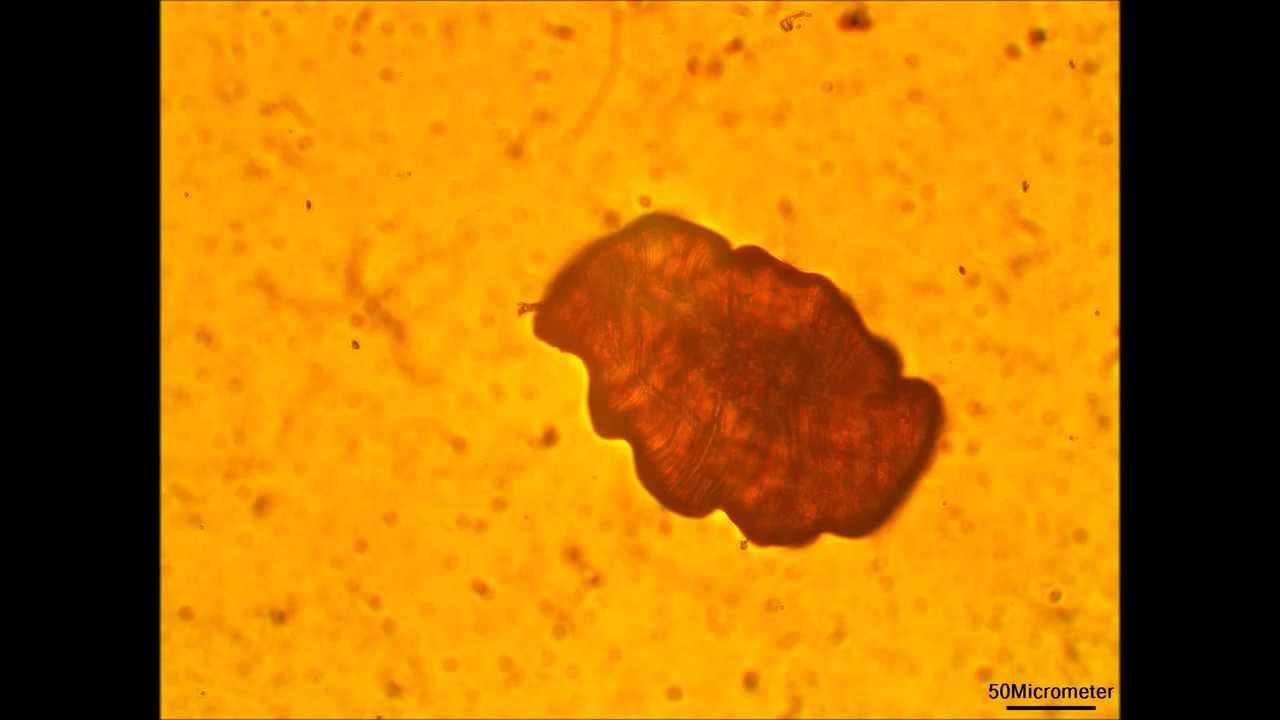 Dehydration of Mussel Byssus Thread [Cross Section] (1) - YouTube