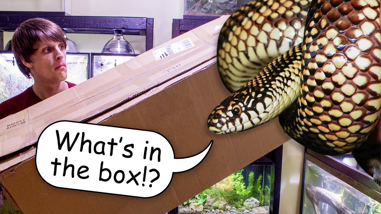 Big Item Unboxing for Reptile Enclosure - YouTube