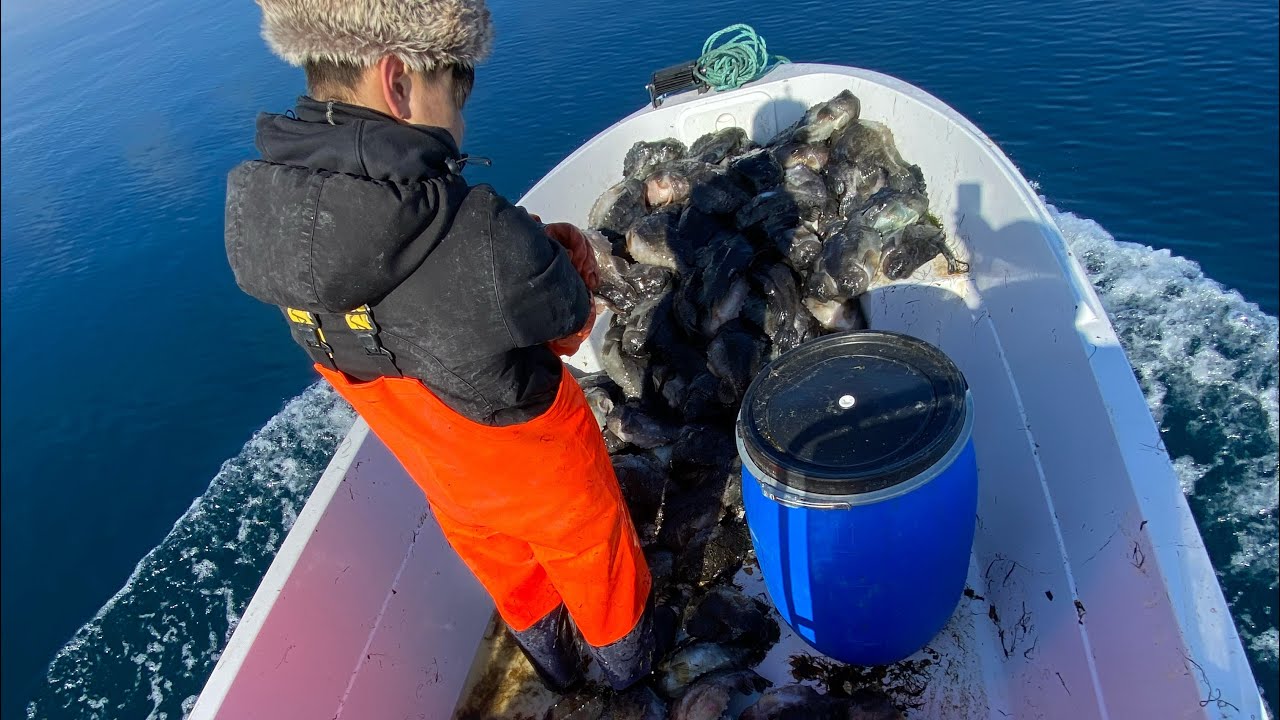 Fishing For Lumpfish in April - YouTube