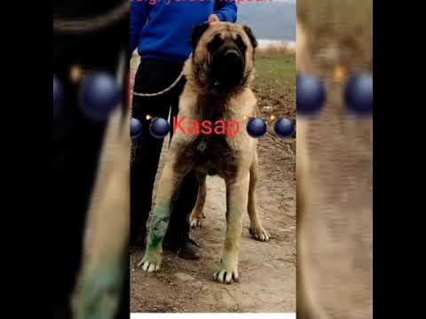 Kangal sevdalıları ( SLAYT )
