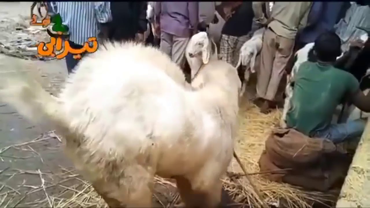 BAKROO KI TEZABI BY SINDH TEZABI - YouTube