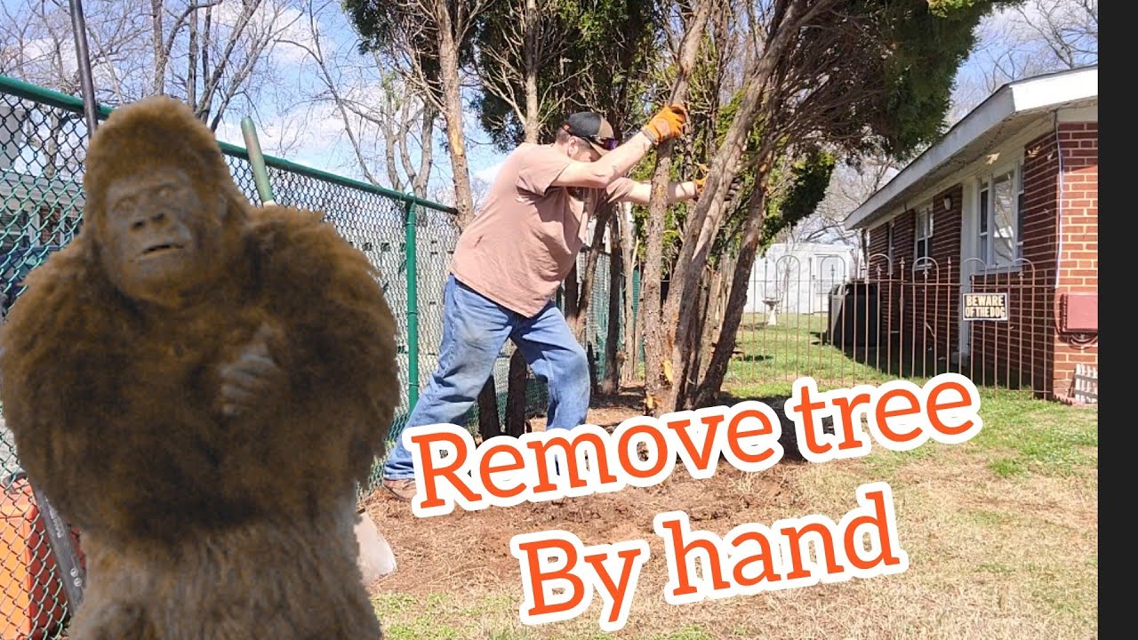 how to cut down evergreen trees and remove them by hand.. - YouTube