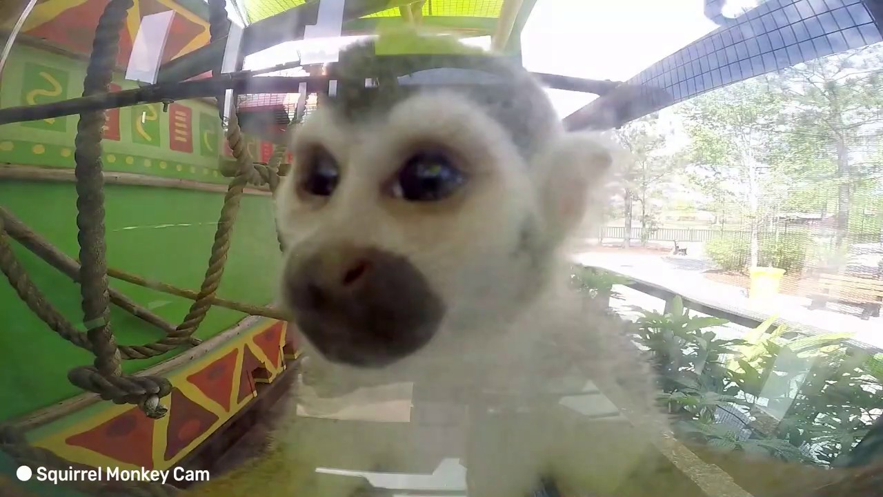 Webcam: Squirrel Monkeys | Wild Adventures Theme Park - YouTube