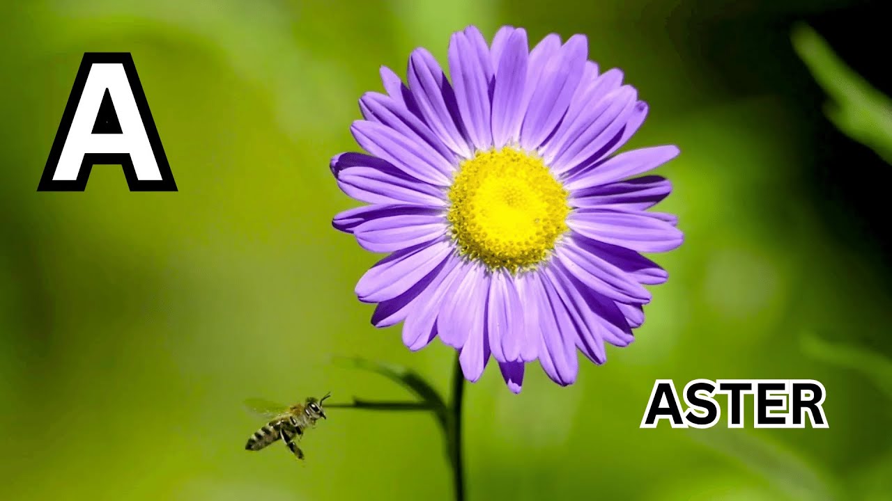 Floral Alphabet Melody: ABC Song with Flower Names for New Learners ...