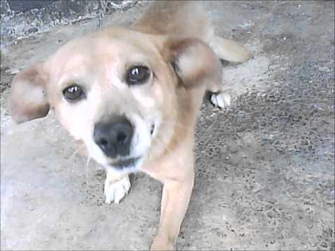 CANCION AMI AMIGO PICHIRILO - YouTube