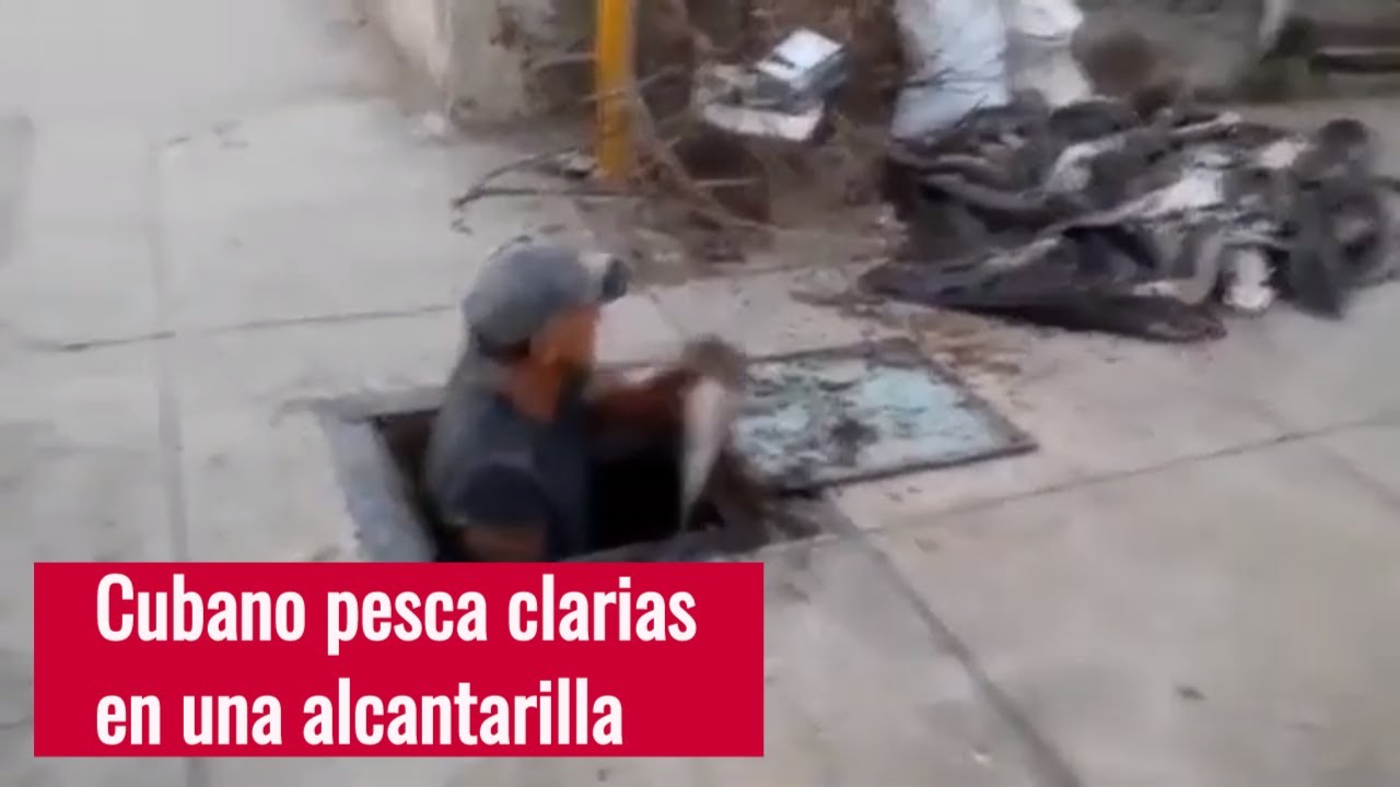 Ver para creer: cubano pesca clarias en una alcantarilla de Cienfuegos ...