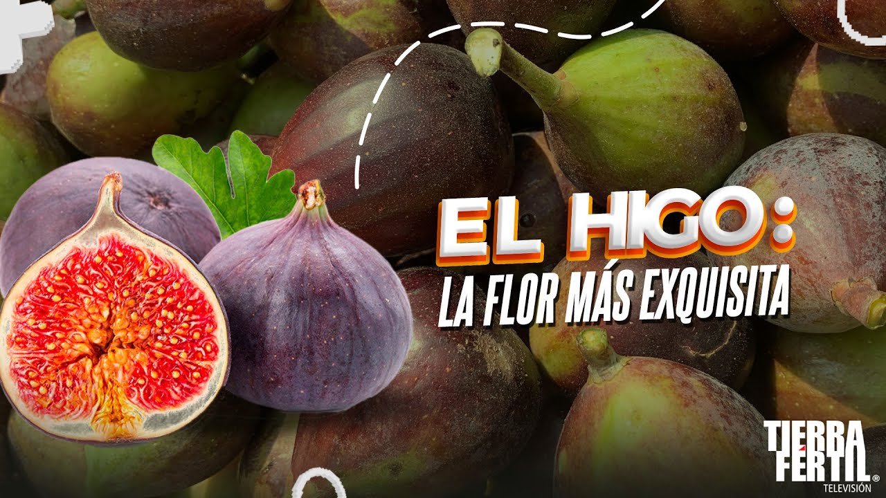 El higo: La flor más exquisita - YouTube