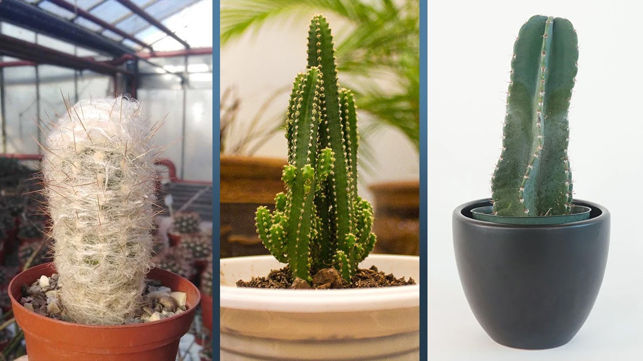 Descubre Tipos de Cactus columnares mas populares ! - YouTube
