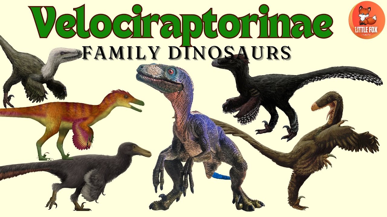 Different Types of Velociraptor 🦖Species name in English #kidslearning ...