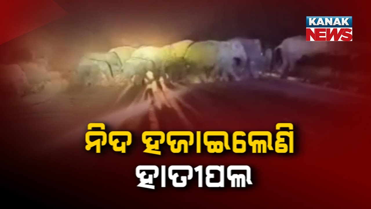 Elephant Terror in Odisha: 23 Elephants Invade Villages in Sundargarh ...