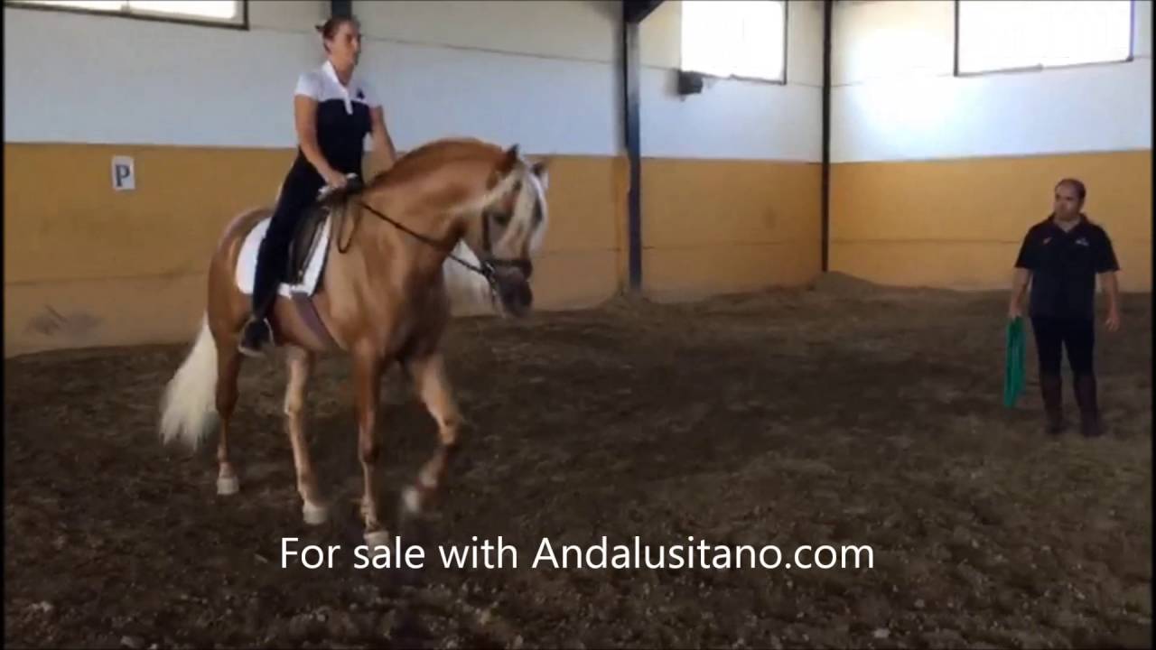 Huge Palomino Lusitano Arab Cross - YouTube