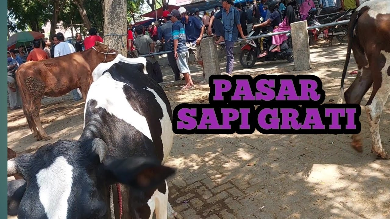 MAMPIR KE PASAR SAPI GRATI @raisasaleh8302 - YouTube
