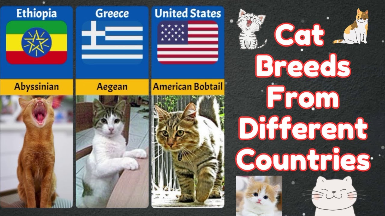 Cat Breeds From Different Countries - YouTube