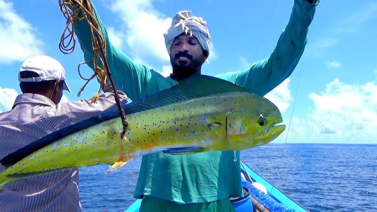 Monster Dolphin & Sailfish in the Longline Fishing - Mahi - Mahi - YouTube