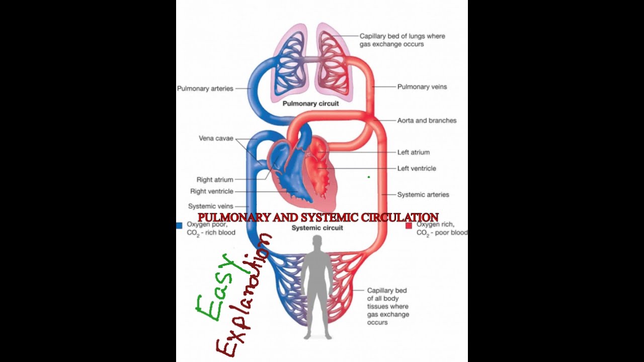 blood-circulation-in-hindi-pulmonary-and-systemic-circulation-easy