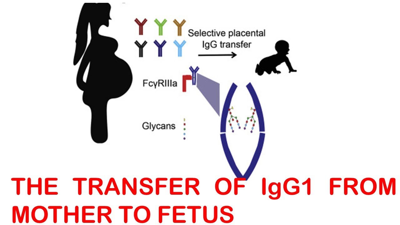 L59: How Your Baby Gets Immunity: The Science of Maternal Antibody ...