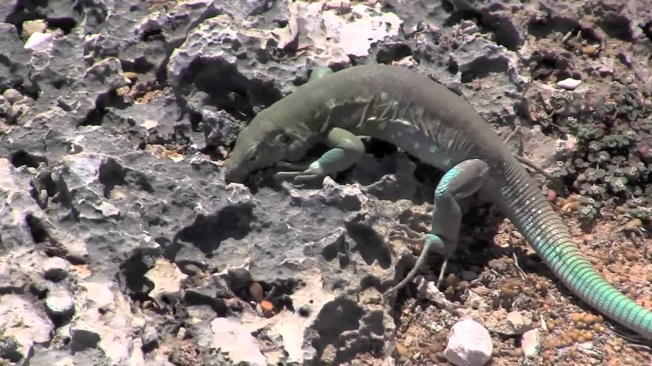Hagedis op Curacao - YouTube