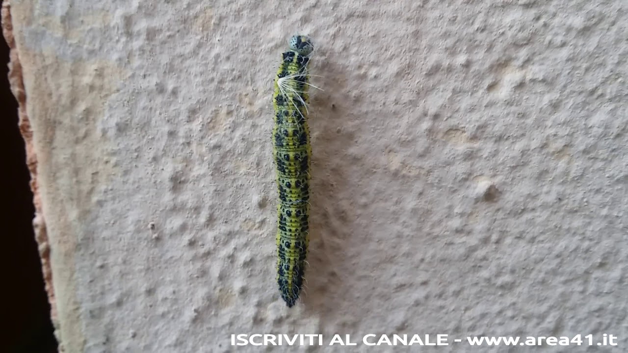 Bruco verde con peli sulla testa - YouTube