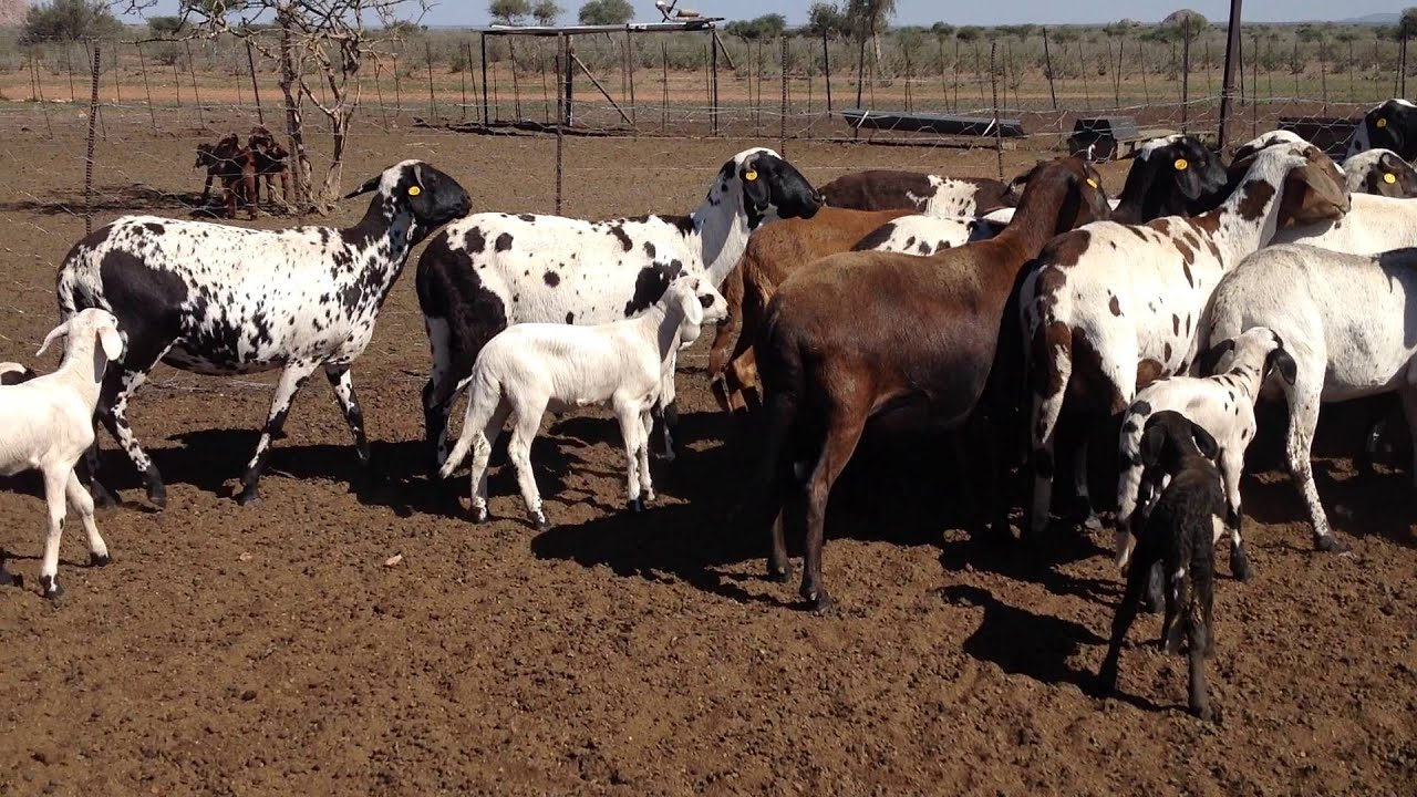 Name of ram 'Hagar'. 2014 Namibian Grand Champion - YouTube