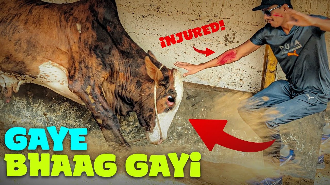 Shapatar Cow ne Takkar Maar Di 😱🔥 Gaye Bhag Gai😯😢 | Animal Vlog ...