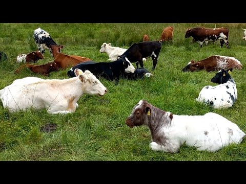 Docile cows, before and after grass and a form of "reincarnation" Its ...