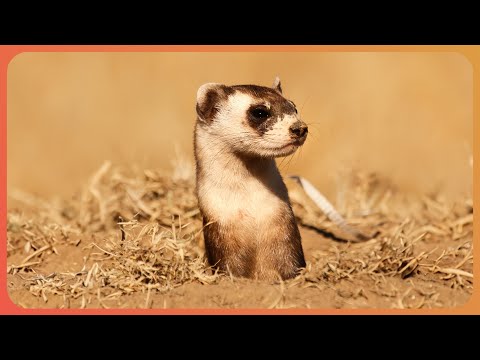 The Most Endangered Animal In The World | Prairie Bandit | Real Wild