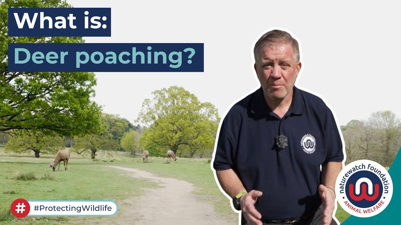 What is deer poaching? - YouTube