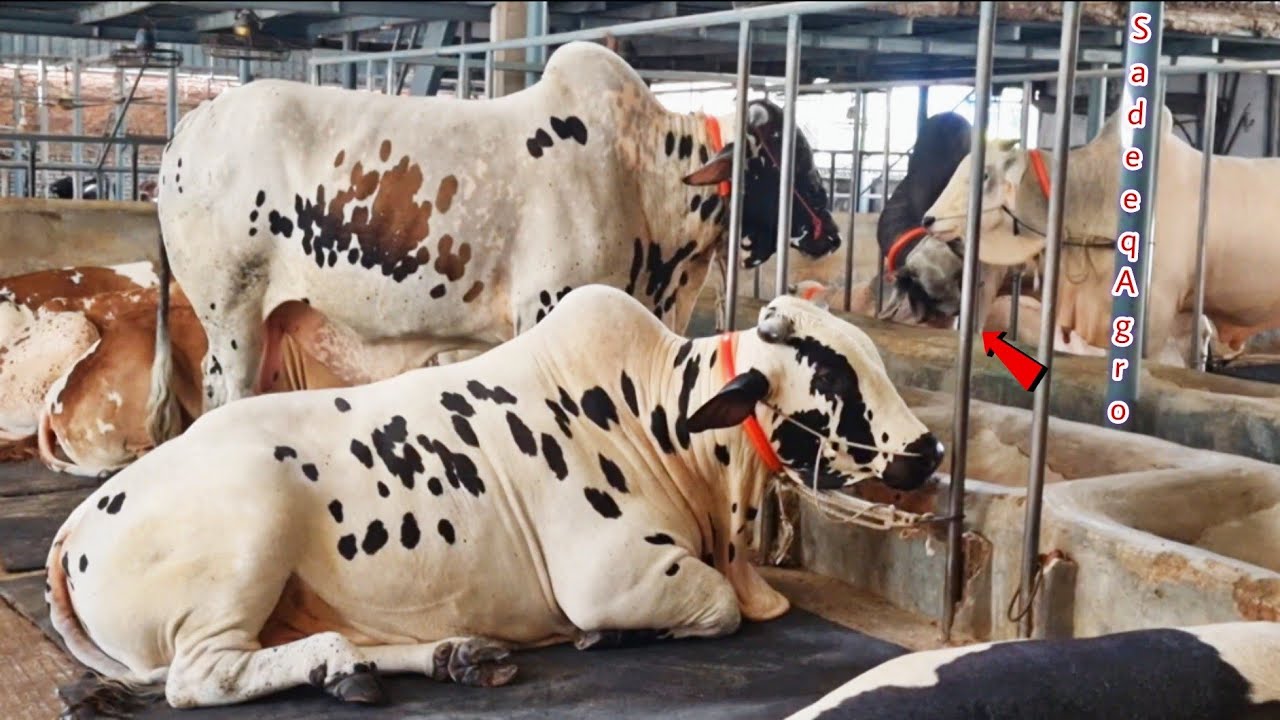 Sadeeq Agro big bulls | Cow market in Bangladesh | - YouTube