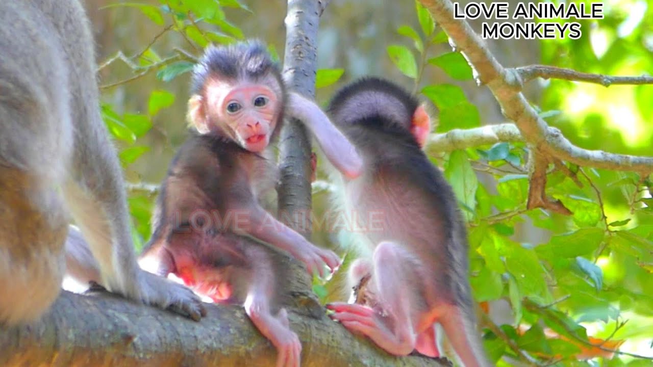 Amazing adorable baby Grayson & baby Nanako get training by their ...