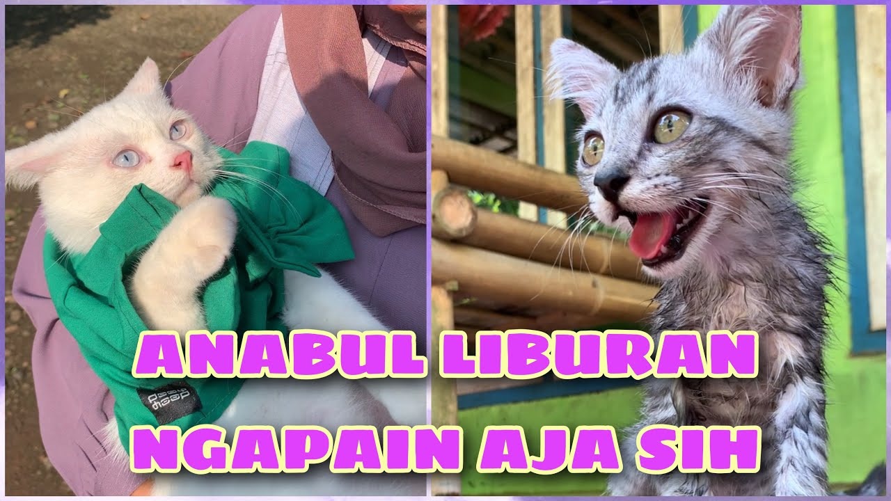 KEGIATAN KUCING SELAMA LIBUR LEBARAN. TERBIASA TEMPAT DINGIN DI BAWA KE ...
