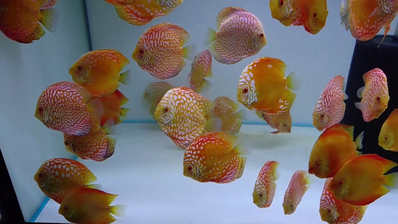 Europa Discus Center Part 3 - YouTube