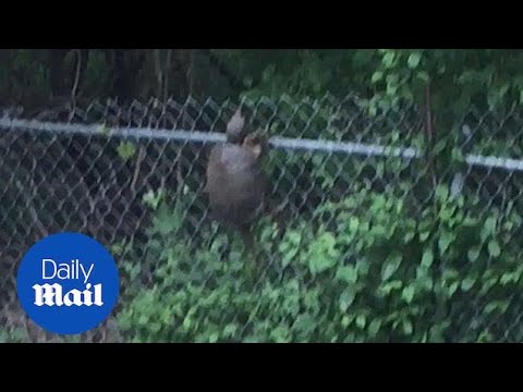 Turtle climbing fence suddenly falls off - YouTube