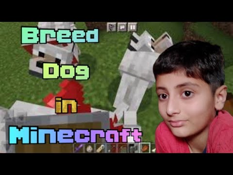How to breed dog by using rotten flesh in Minecraft | How to change ...