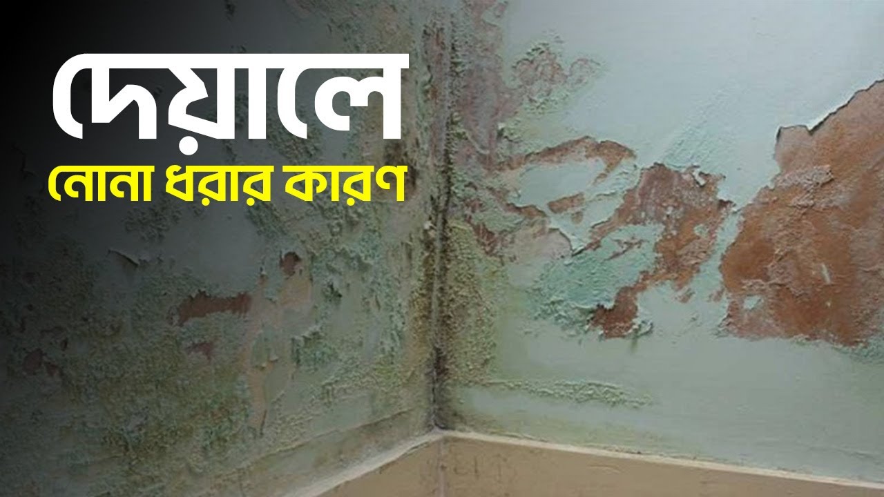 Causes of salt on walls - দেয়ালে নোনা ধরার কারণ । - YouTube