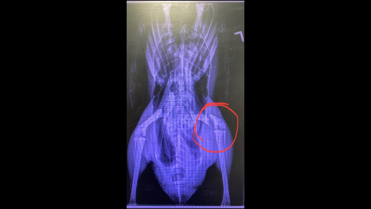 Buttercup’s Broken Leg Story - YouTube