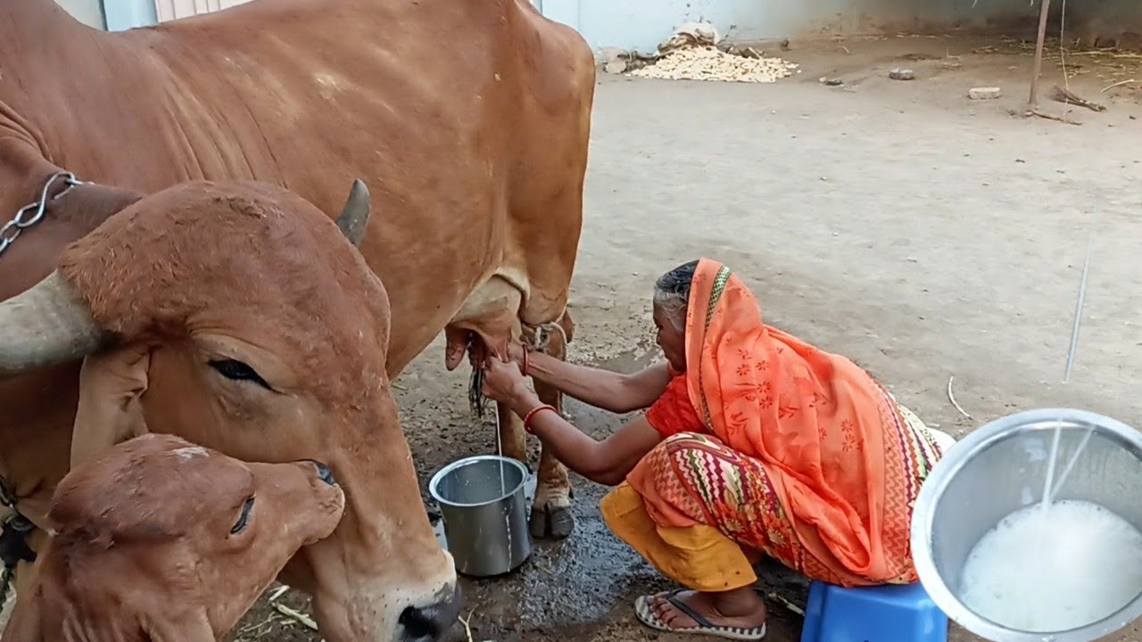 cow milking by hand || cows in the village || @jd_ahir_vlogs - YouTube