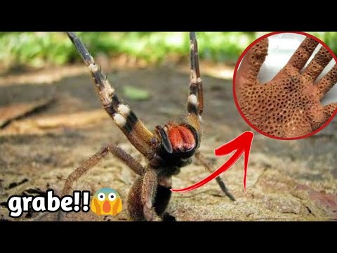 6 na pinaka delikadong insekto sa mundo - YouTube