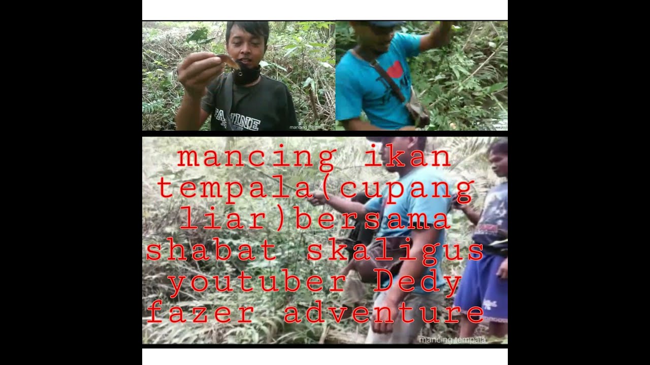 Mancing ikan tempele/tempala - YouTube