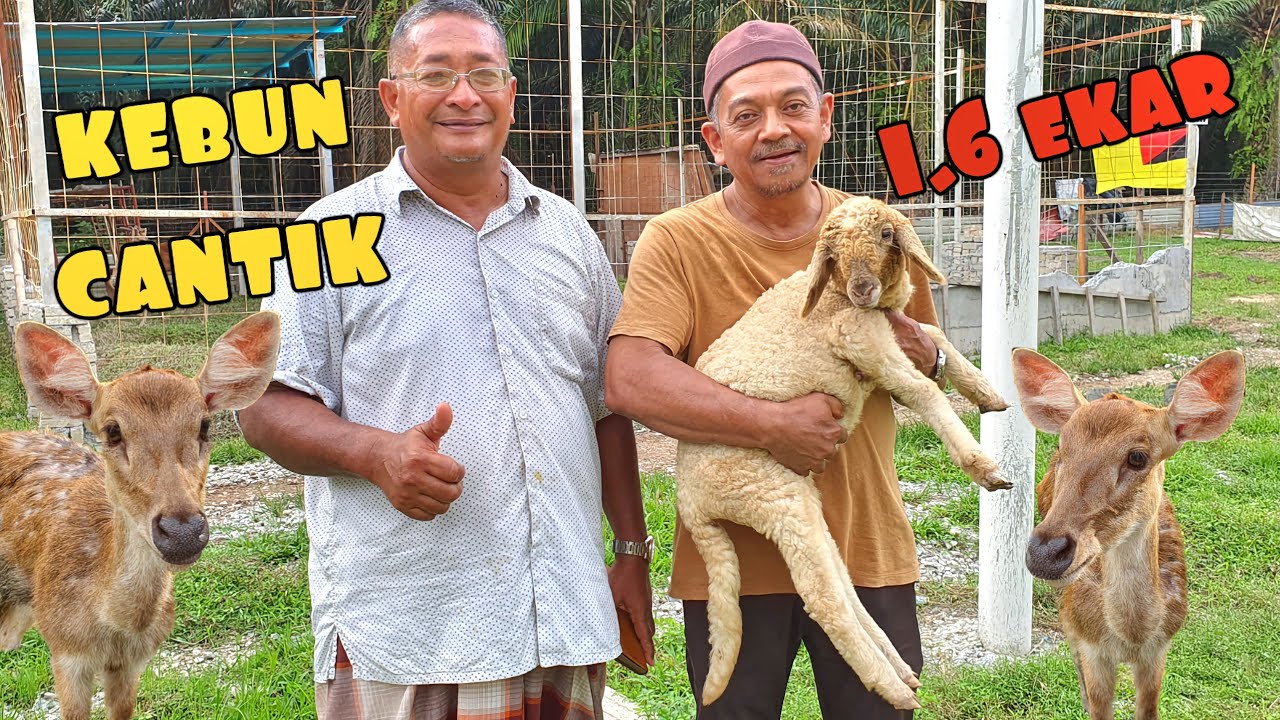 ️ ATOK MELAWAT SAHABAT TERNAK RUSA TEPI RUMAH - YouTube