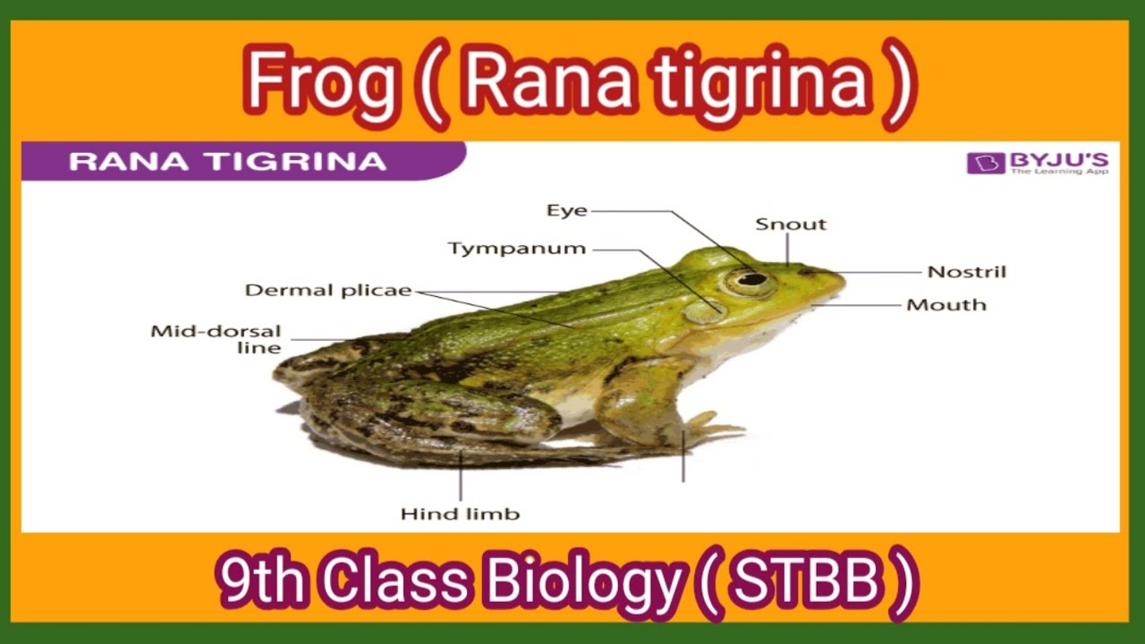 Frog ( Rana tigrina ) | 9th Class Biology | Math Skills - YouTube
