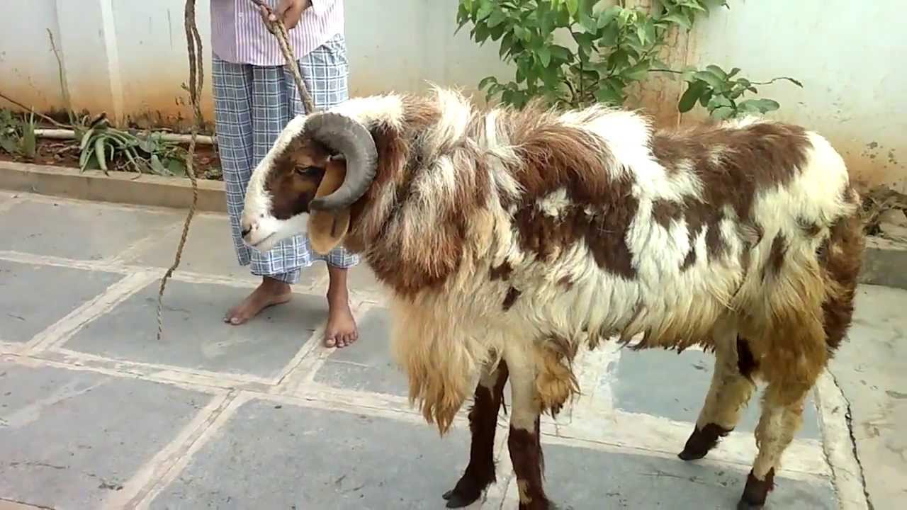 BAKRA IN VIJAYAWADA,FROM OVAISE BROTHERS MASHA ALLAH - YouTube