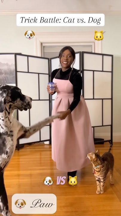 Trick Battle: Cat vs. Dog! 🐕🐈 Who Wins? - YouTube