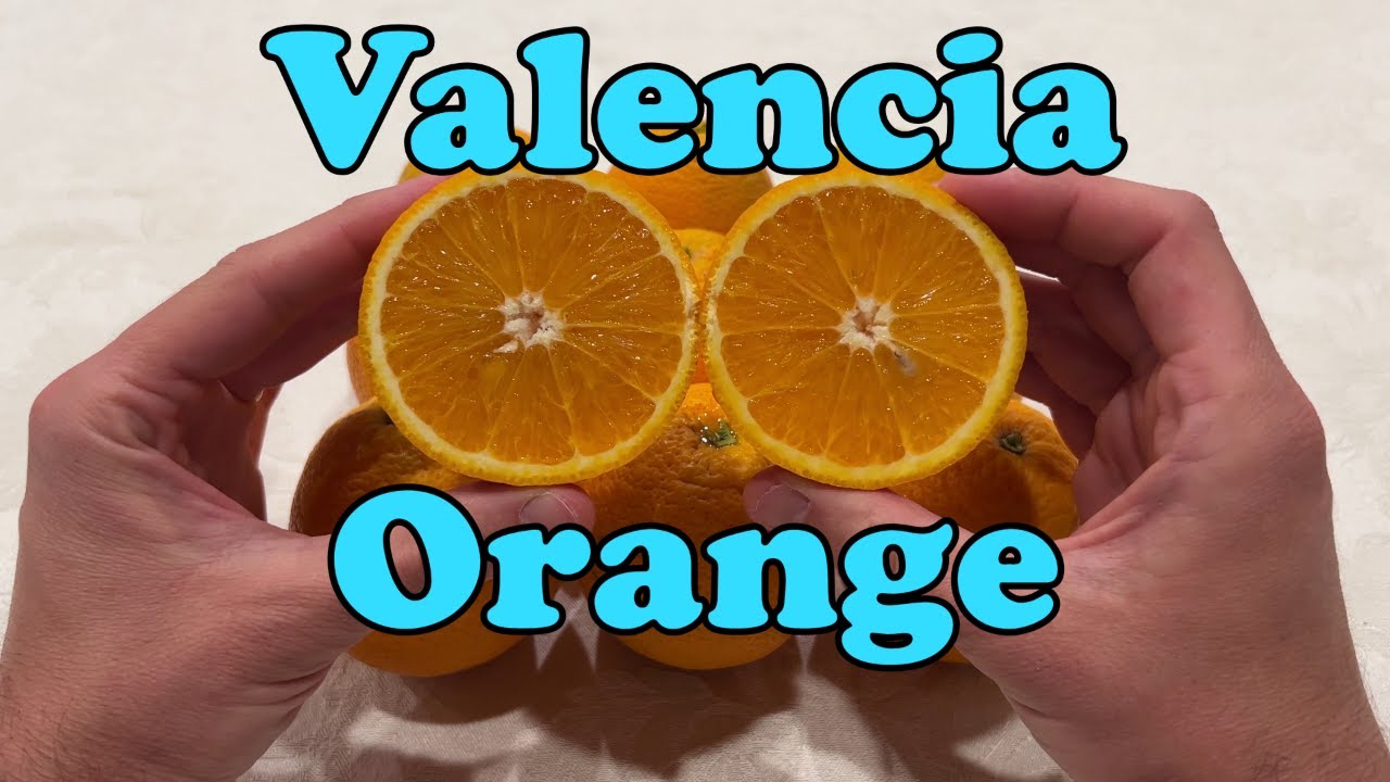 Valencia Orange | The Best Juicing Orange - YouTube