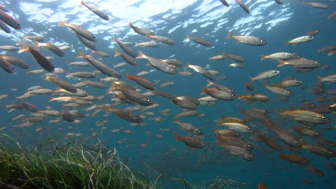 Baja California and Southern California Marine Life - YouTube