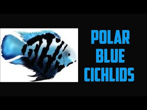 Polar Blue Convict Parrot Cichlid