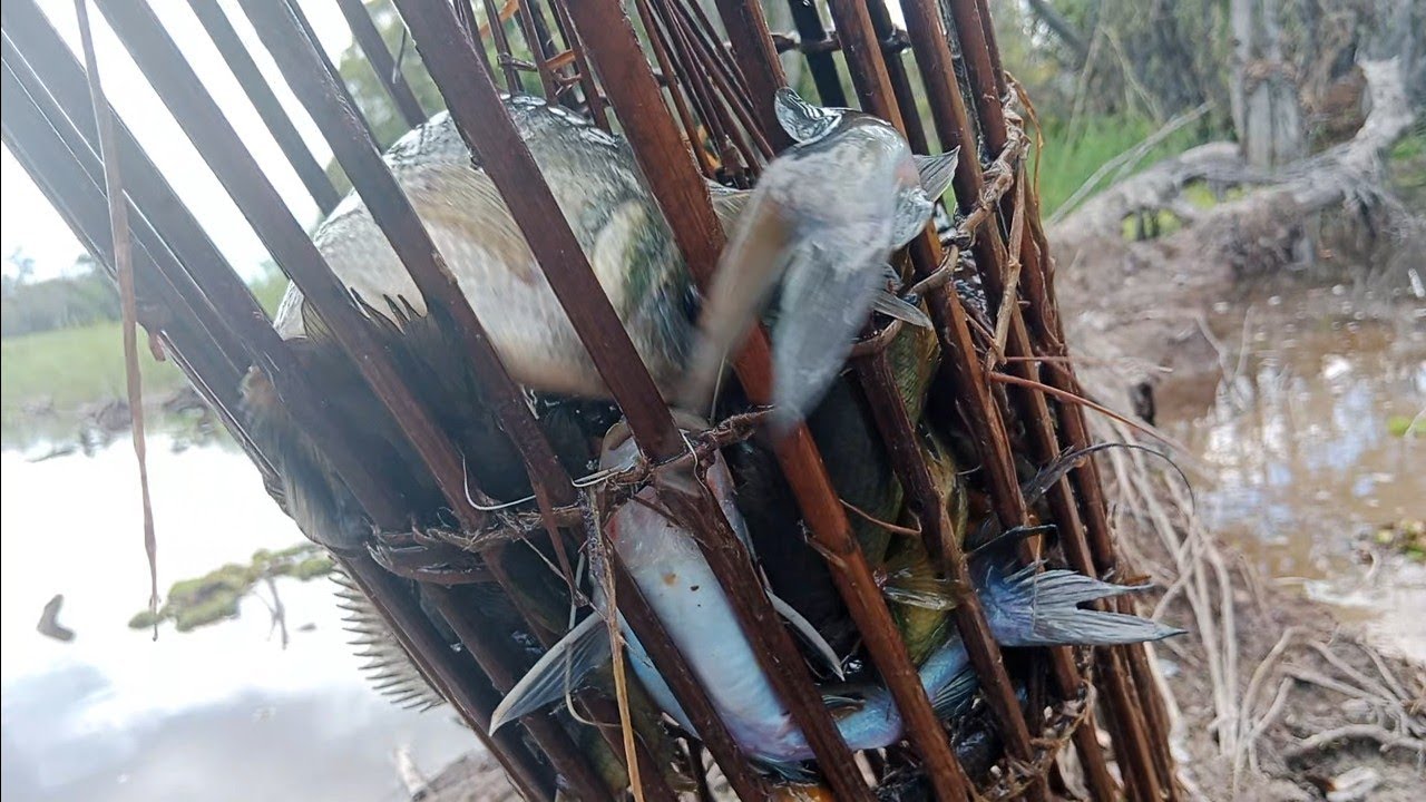 7-8 kg dapat Ikan 1kali ngangkat Bubu Lukah. Alhamdulillah Rezeki di ...