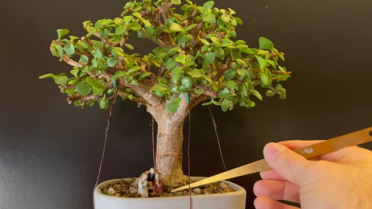 Late Fall Indoor Bonsai Pruning (Broom style Portulacaria Afra Dwarf ...
