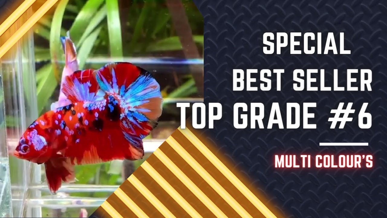 IKAN CUPANG HIAS JENIS MULTI COLOUR'S #TOP GRADE #6 - YouTube