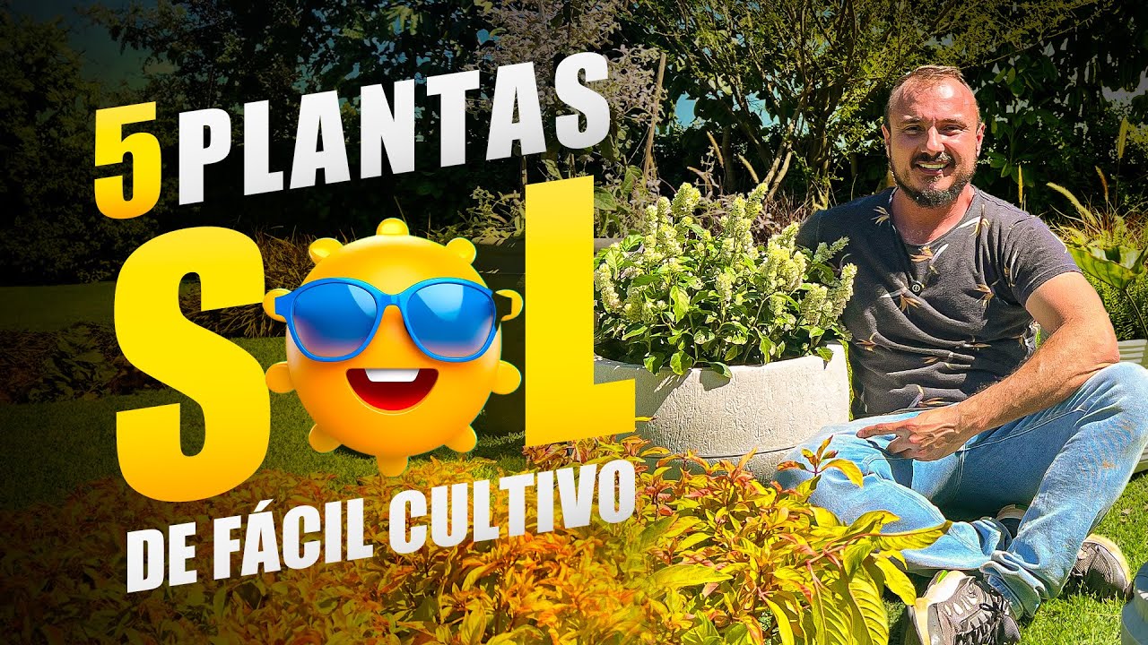 5 PLANTAS adoradoras de SOL e MUITO resistentes | Aprenda como cultivar ...