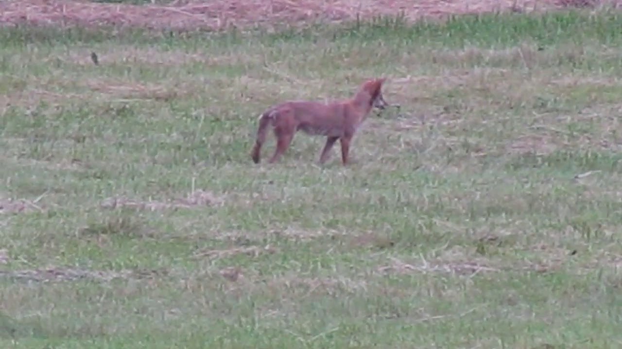 Coyote in the hay field - YouTube